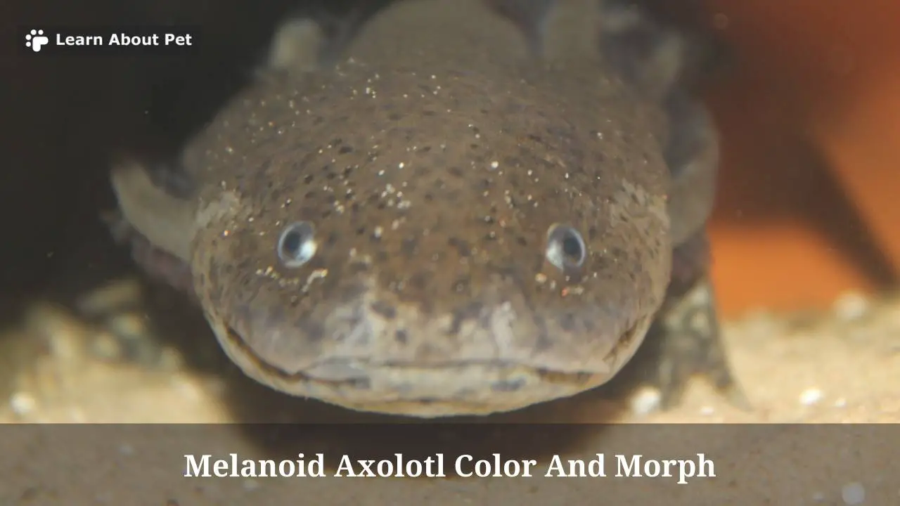 Melanoid Axolotl (Ambystoma Mexicanum) : 7 Interesting Facts