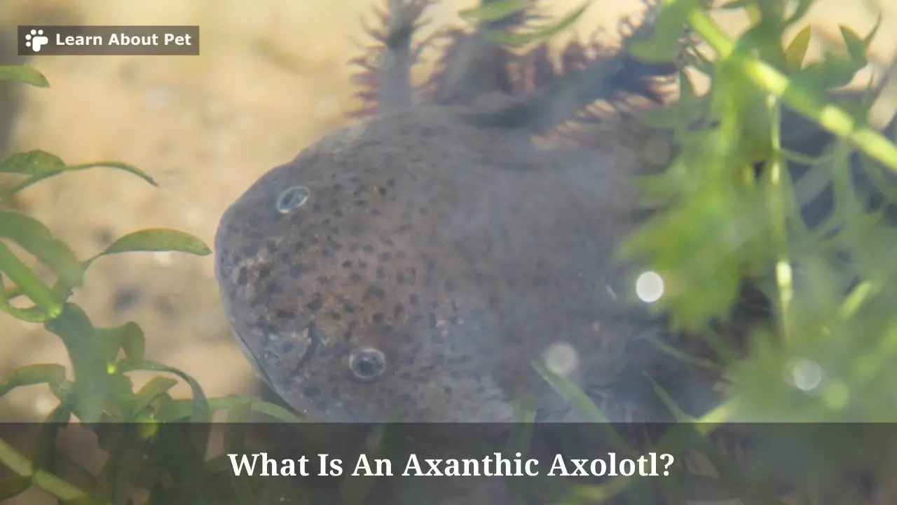 All About Axanthic Axolotl : 9 Cool Colors - 2025