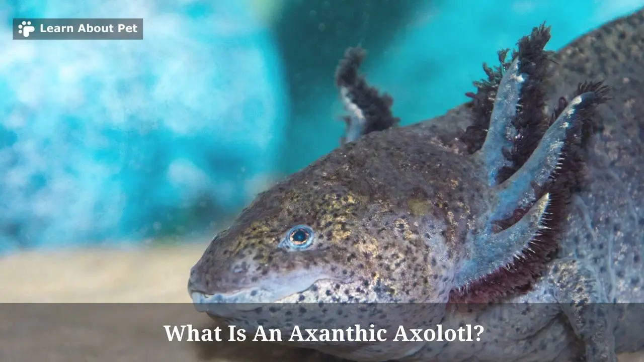 All About Axanthic Axolotl : 9 Cool Colors - 2025