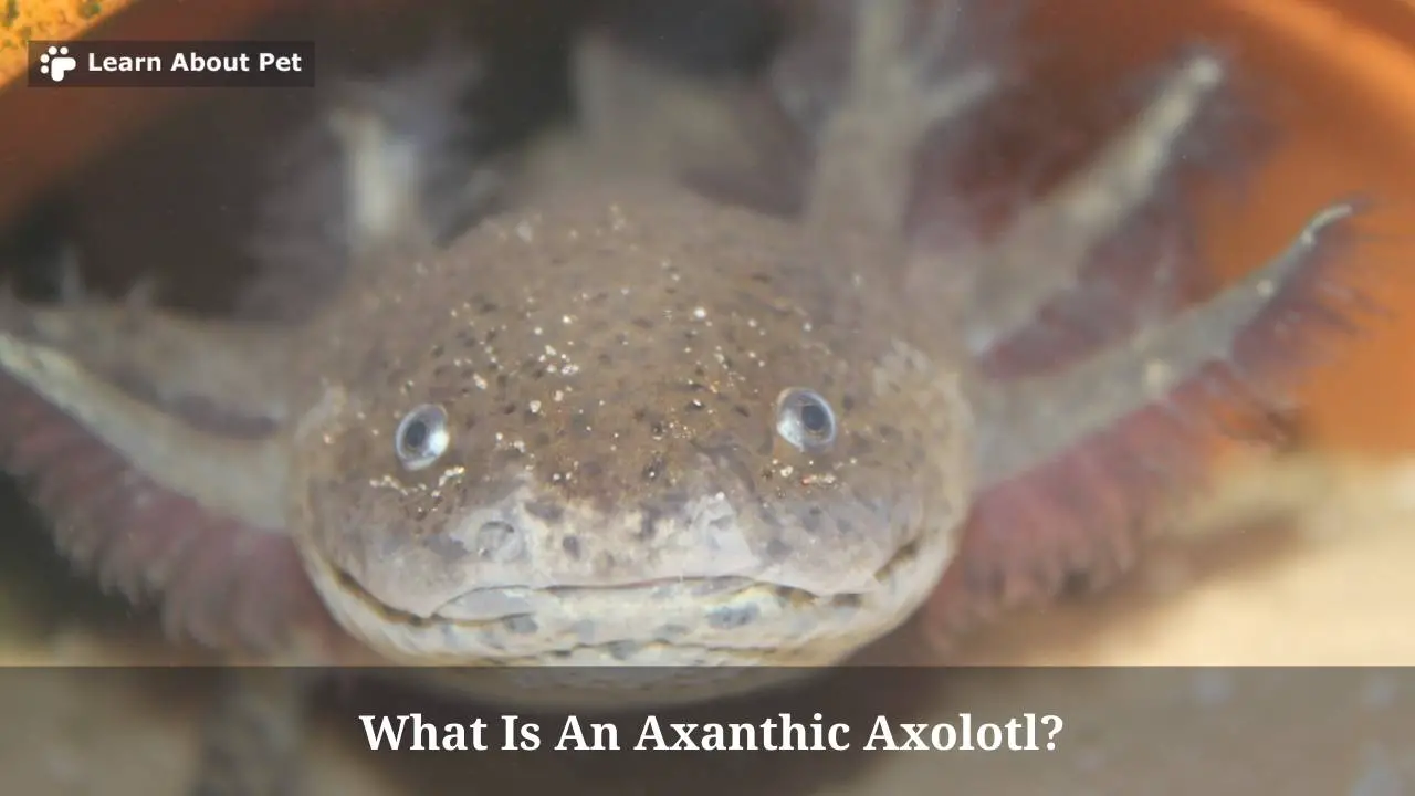 All About Axanthic Axolotl : 9 Cool Colors - 2025