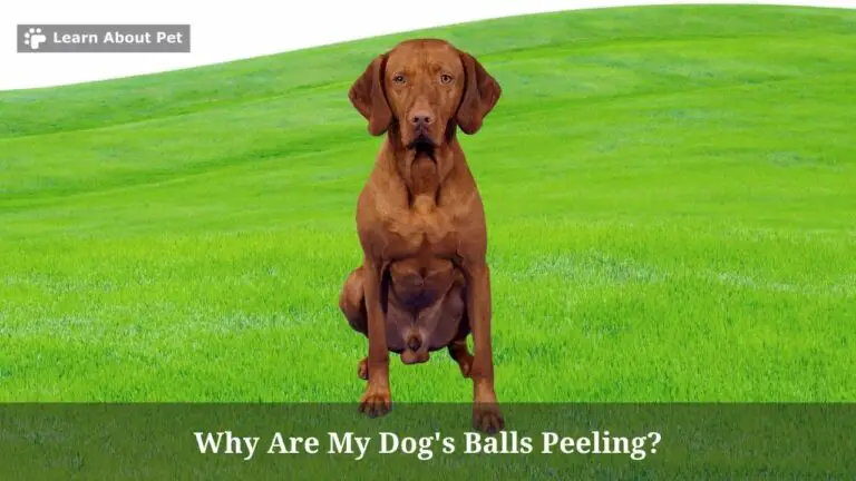 Why Are My Dog's Balls Peeling? (9 Menacing Facts) - 2024
