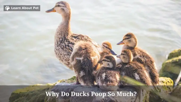Why Do Ducks Poop So Much? 15 Menacing Duck Poop Chart Colors
