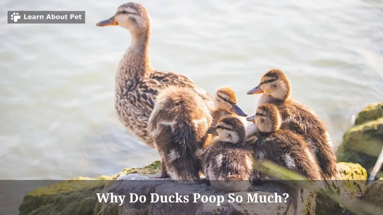 Why Do Ducks Poop So Much? 15 Menacing Duck Poop Chart Colors