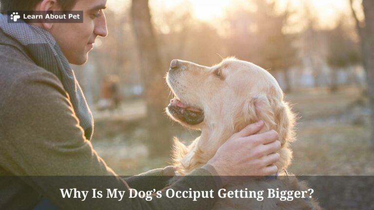 Why Is My Dog’s Occiput Getting Bigger? (9 Important Facts)