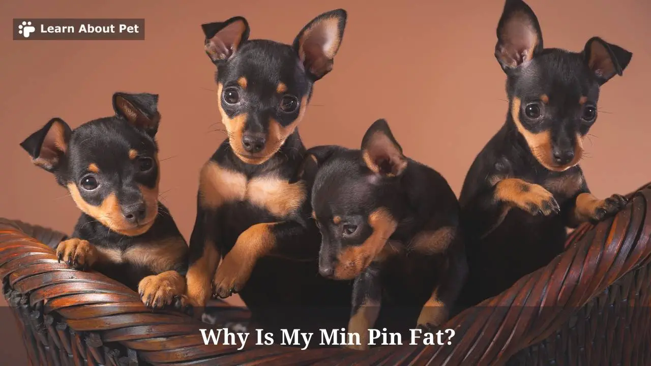 Why Is My Min Pin Fat? 3 Clear Reasons & How To Fix - 2025