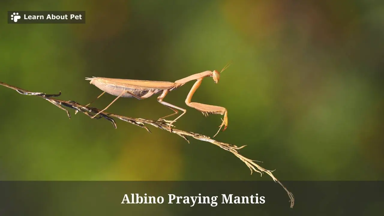Albino Praying Mantis : Rarity, Price, Health (7 Cool Facts)