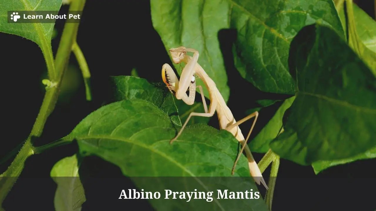 Albino Praying Mantis : Rarity, Price, Health (7 Cool Facts)