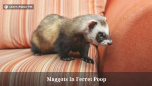 Maggots In Ferret Poop : (7 Menacing Facts) - 2026