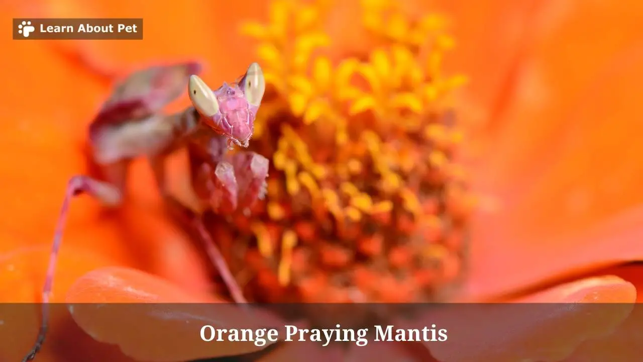 Orange Praying Mantis : (9 Interesting Facts) - 2024