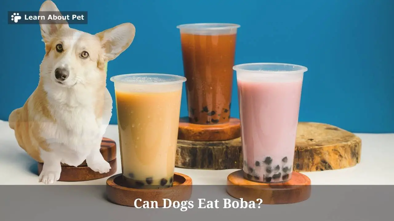 Can Dogs Eat Boba? 7 Brutal Side Effects Of Dog Eating Boba