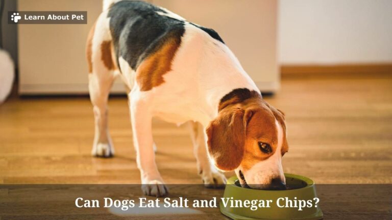 Can Dogs Eat Salt And Vinegar Chips? 5 Menacing Symptoms
