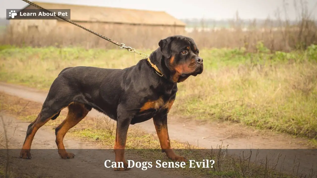 Can Dogs Sense Evil? (9 Interesting Facts) - 2026