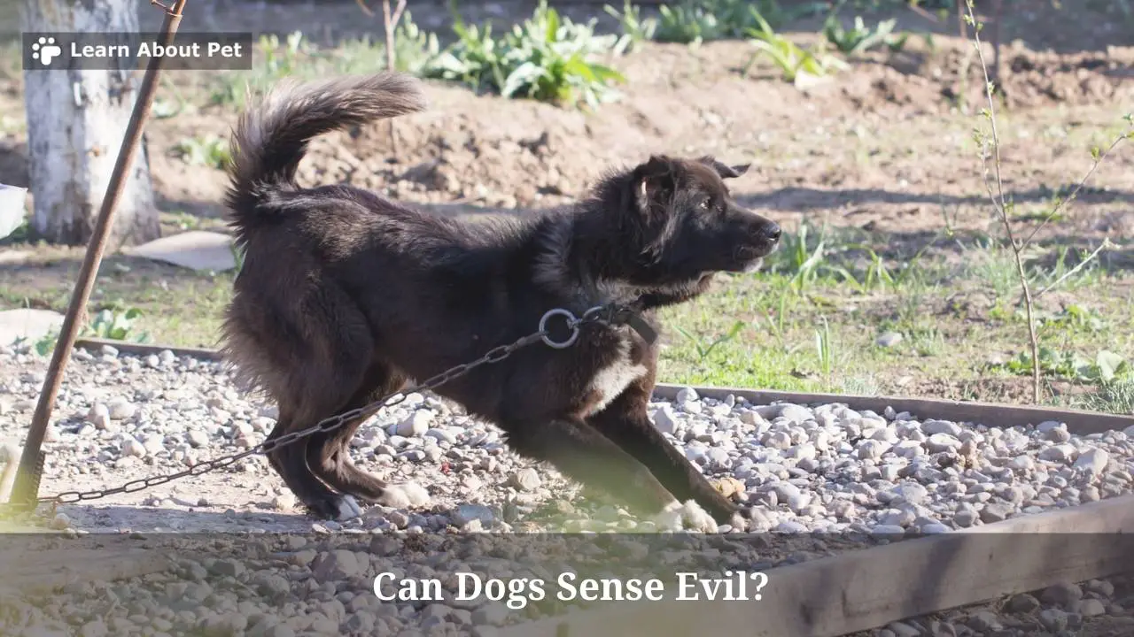 Can Dogs Sense Evil? (9 Interesting Facts) - 2026