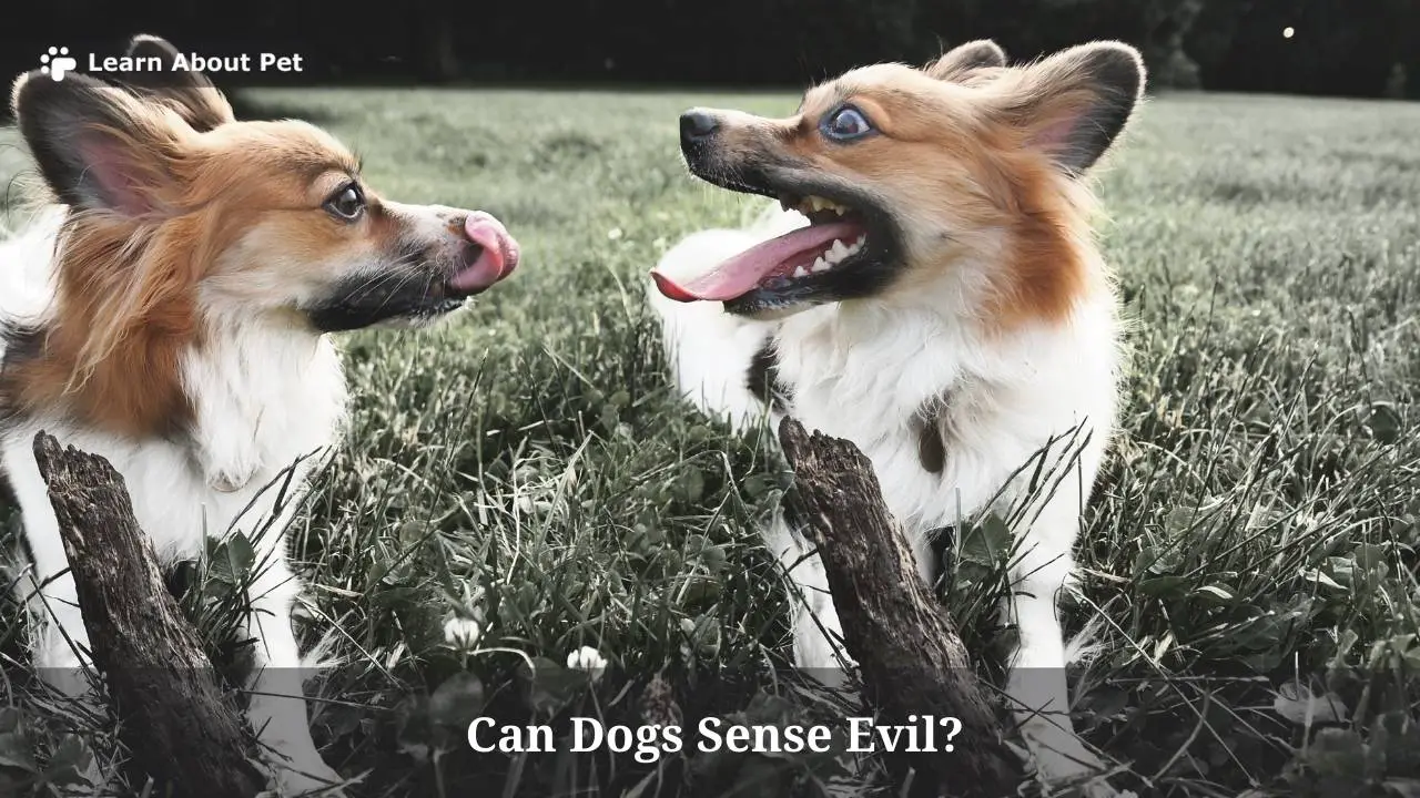 Can Dogs Sense Evil? (9 Interesting Facts) - 2026