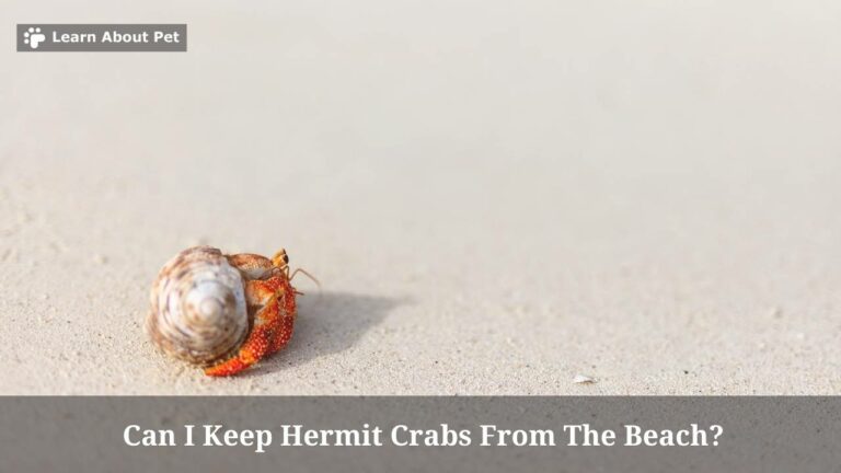 Can I Keep Hermit Crabs From The Beach? (7 Clear Facts)