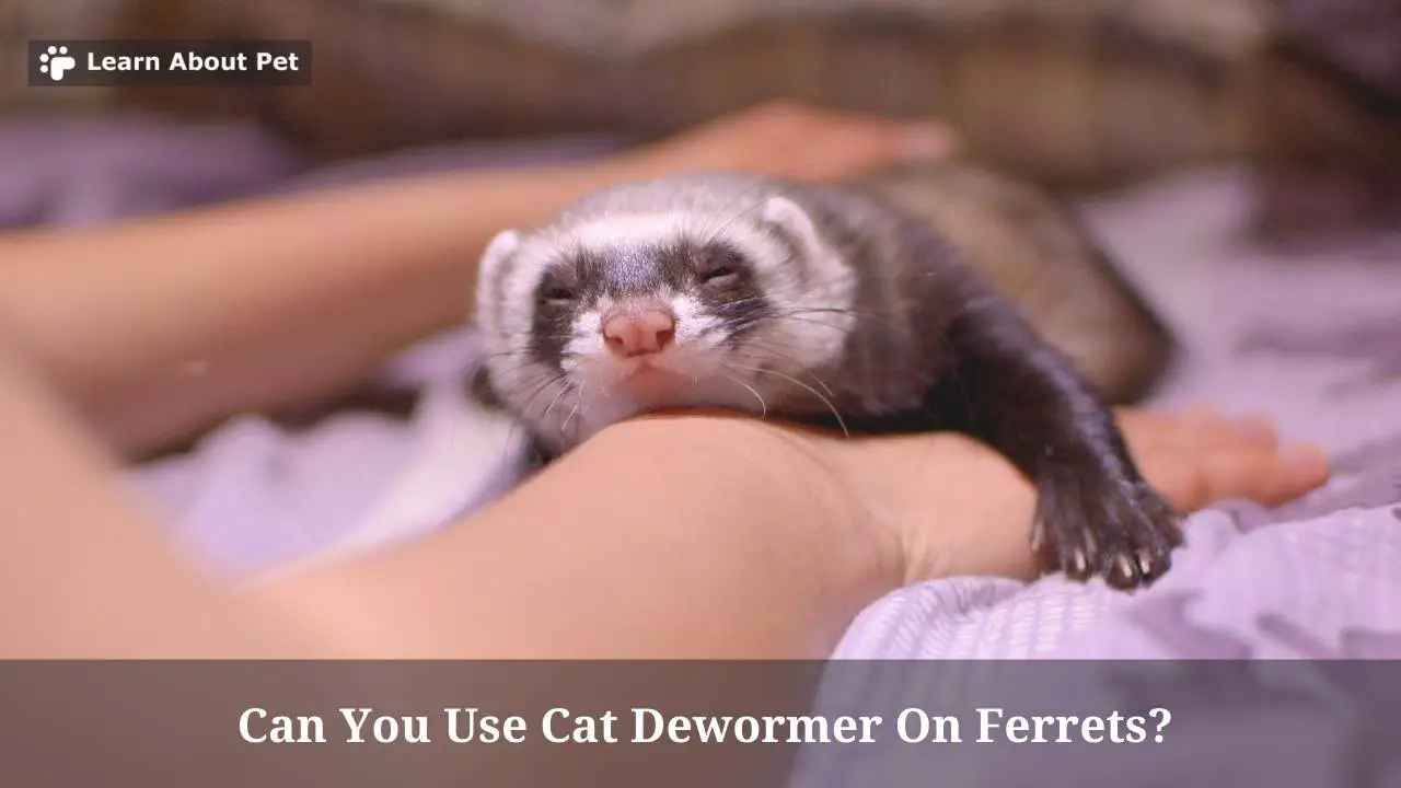 Can You Use Cat Dewormer On Ferrets? (7 Clear Facts) - 2026