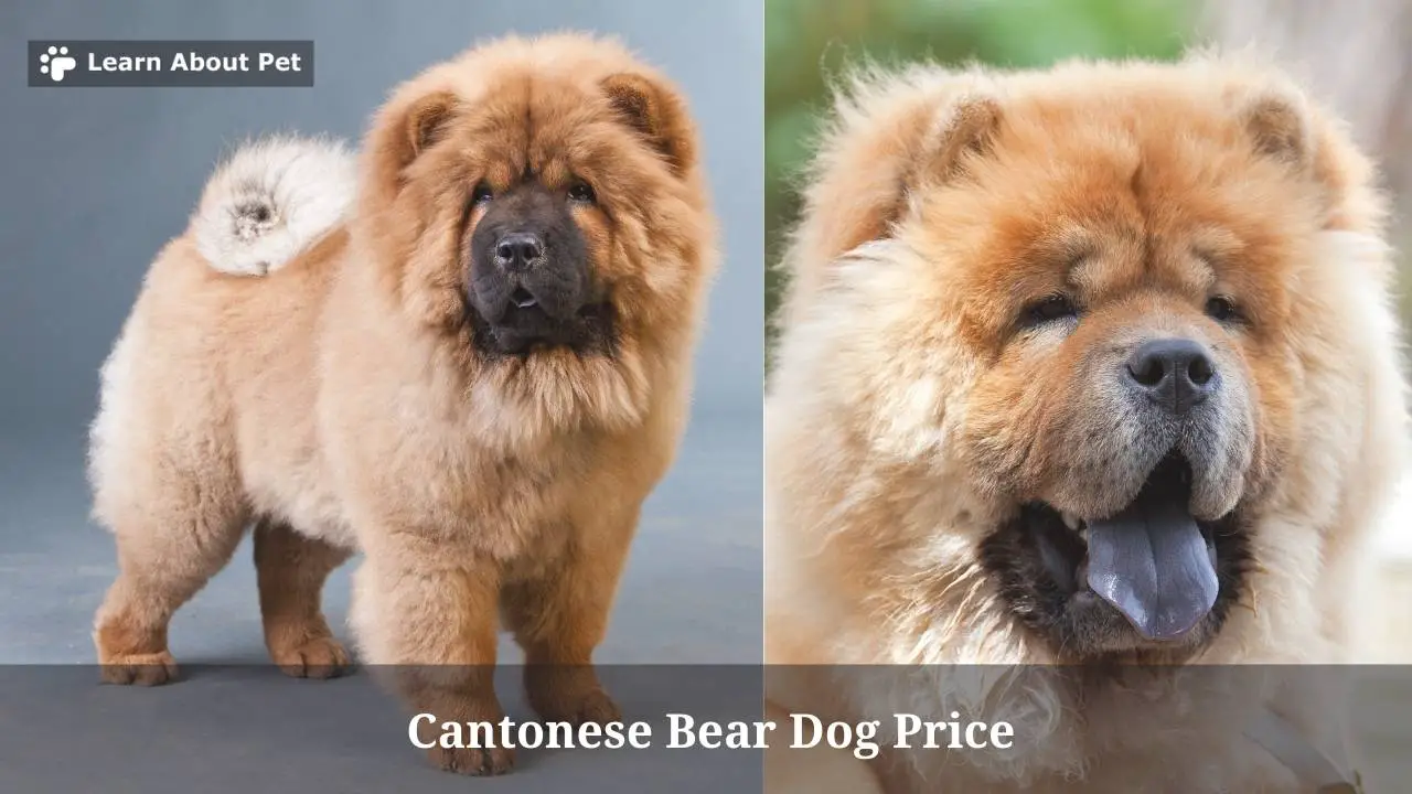 Cantonese Bear Dog Price & Characteristics : (9 Cool Facts)