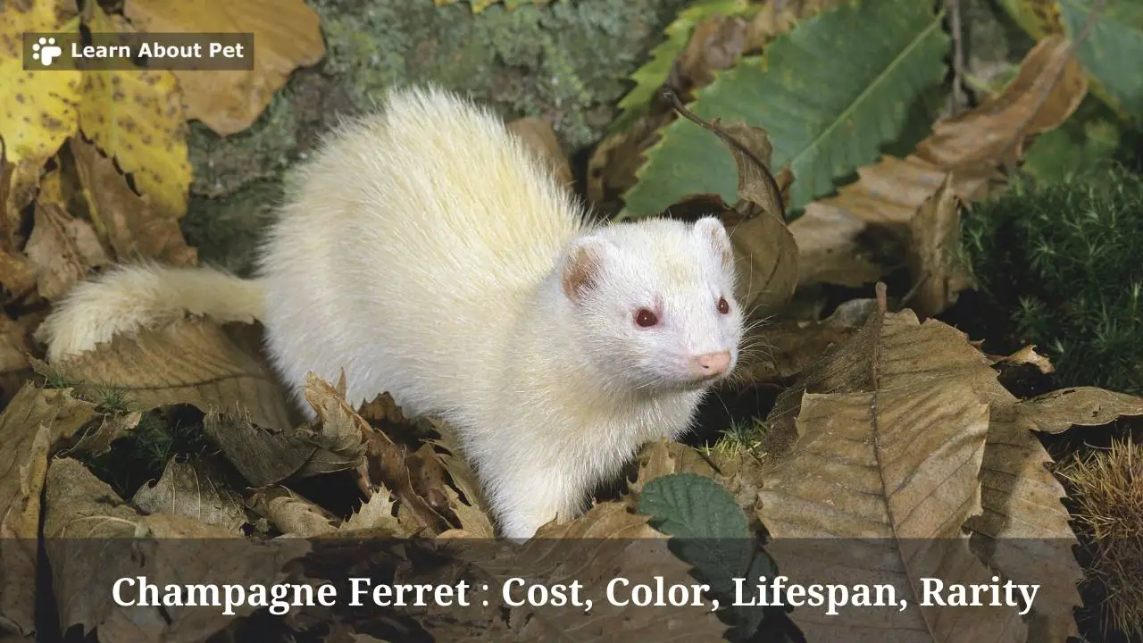 Champagne Ferret :3 Cute Pics, Cost, Color, Lifespan, Rarity