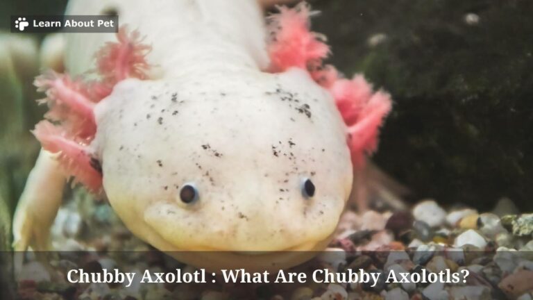 Chubby Axolotl : What Are Overweight Axolotls? 5 Clear Facts