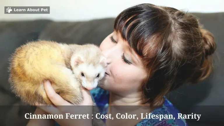Cinnamon Ferret : 3 Cute Pics, Cost, Color, Lifespan, Rarity