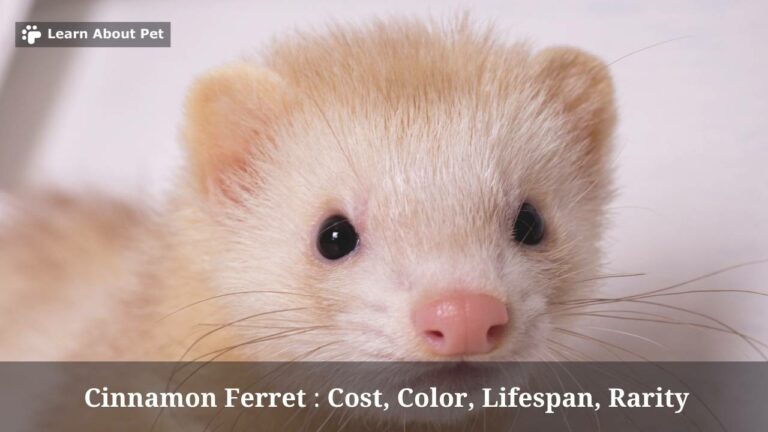 Cinnamon Ferret : 3 Cute Pics, Cost, Color, Lifespan, Rarity