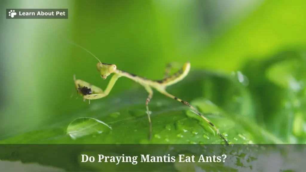 Do Praying Mantis Eat Ants 7 Natural Health Facts 2023