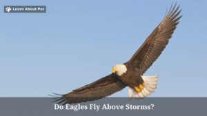 Do Eagles Fly Above Storms? (7 Interesting Facts) - 2026