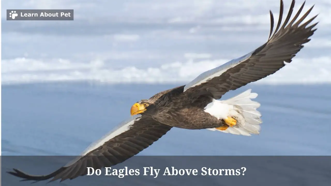 Do Eagles Fly Above Storms? (7 Interesting Facts) - 2025