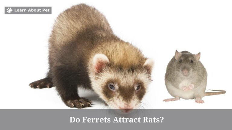 Do Ferrets Attract Rats? (7 Interesting Facts) - 2026