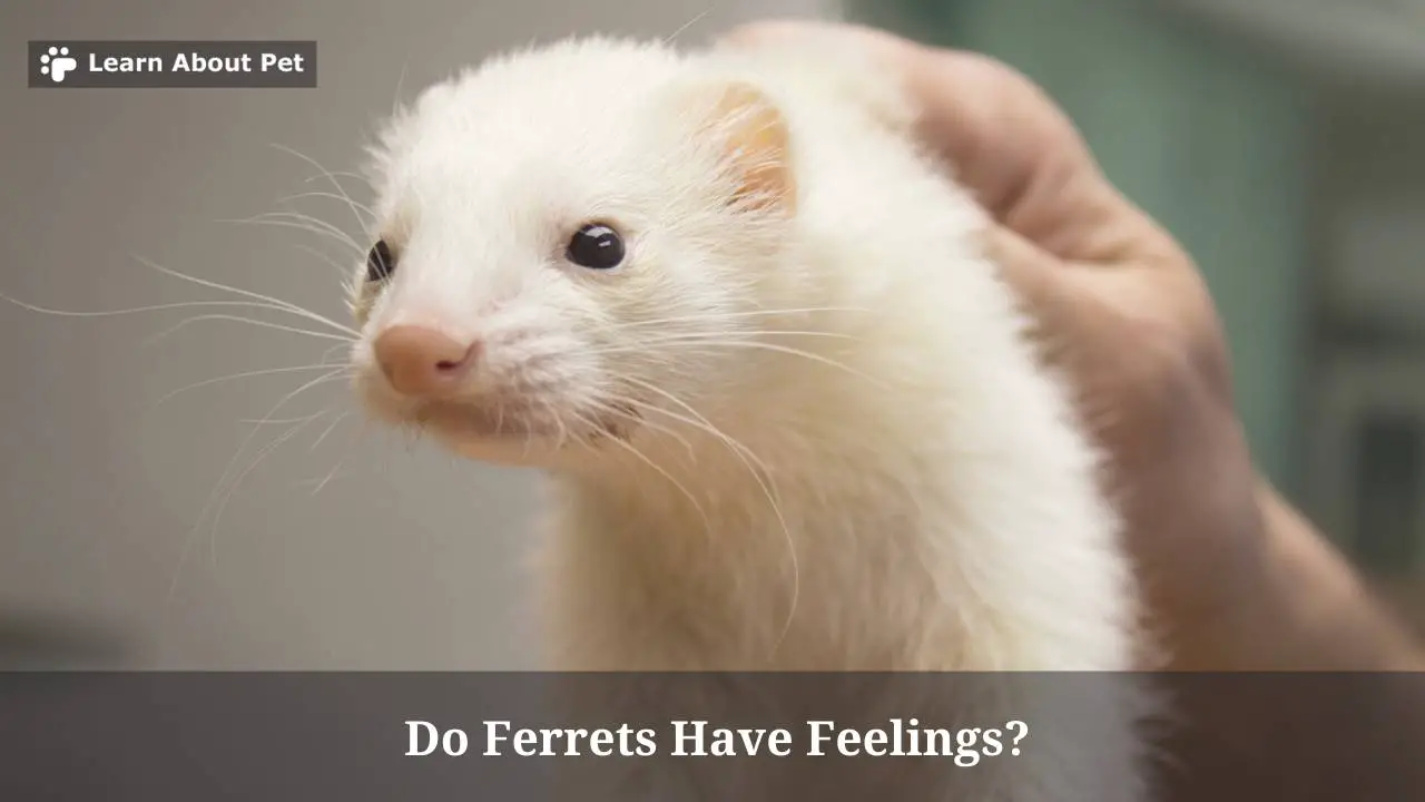 Do Ferrets Have Feelings? (7 Interesting Facts) - 2025