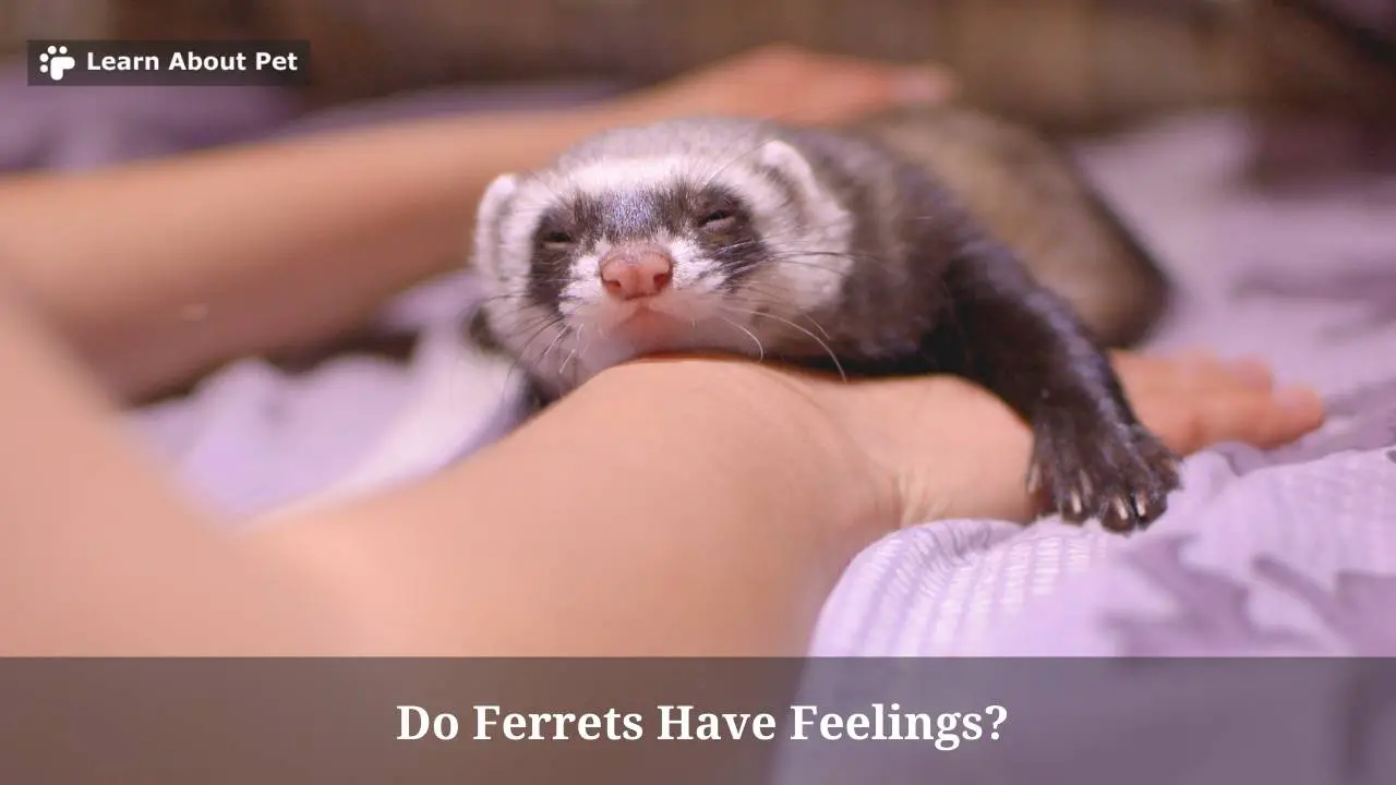 Do Ferrets Have Feelings? (7 Interesting Facts) - 2026