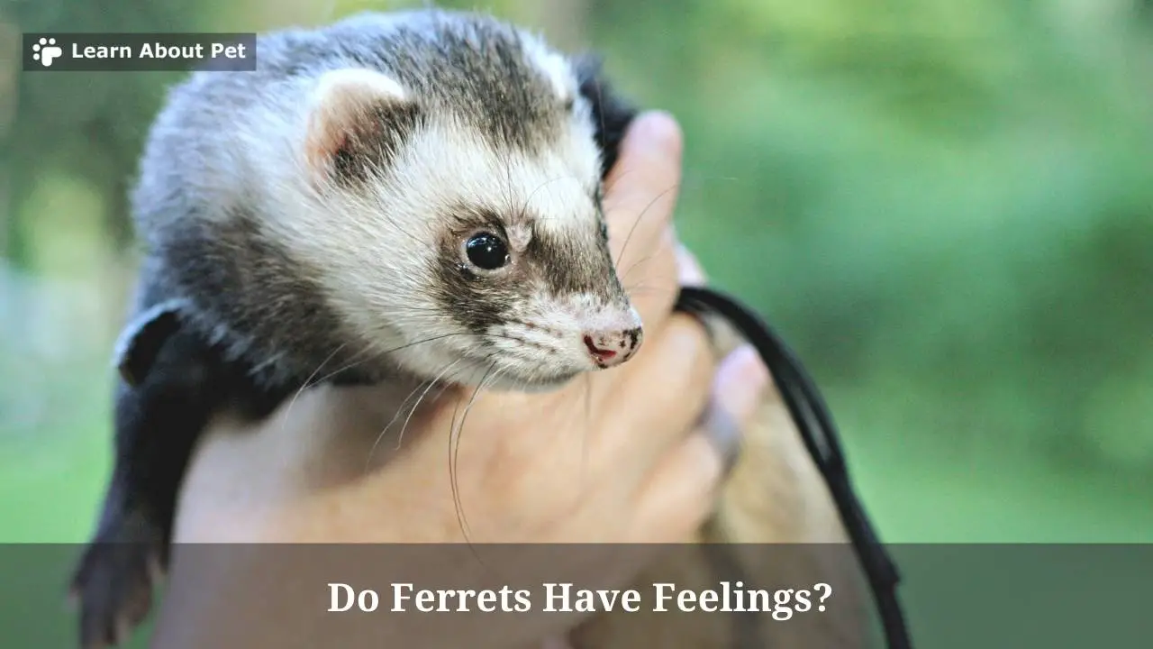 Do Ferrets Have Feelings? (7 Interesting Facts) - 2026