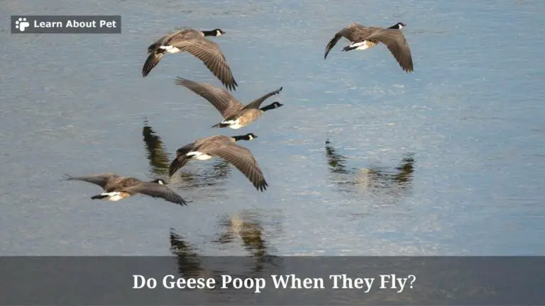 Do Geese Poop When They Fly? (7 Clear Facts) - 2025