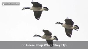 Do Geese Poop When They Fly? (7 Clear Facts) - 2026