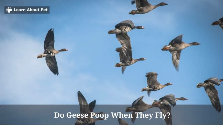Do Geese Poop When They Fly? (7 Clear Facts) - 2025