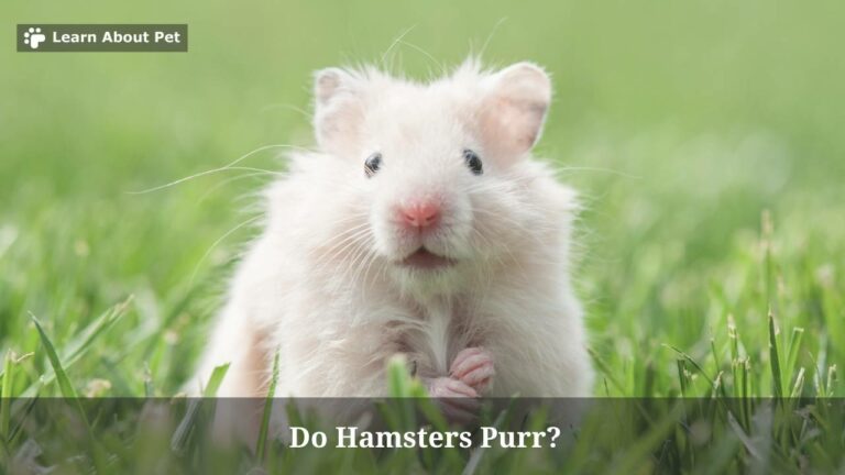 Do Hamsters Purr? (7 Interesting Facts) - 2025