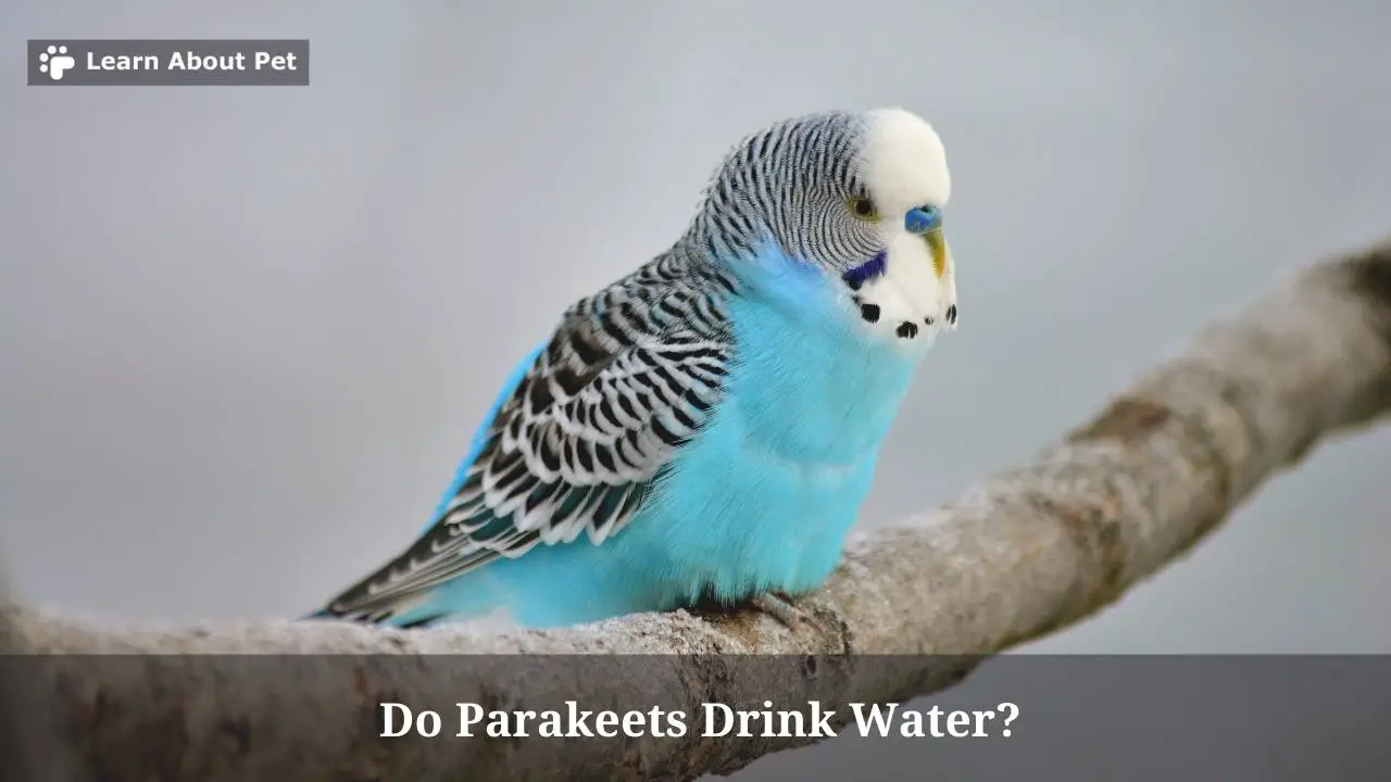Do Parakeets Drink Water? (7 Important Facts) - 2025