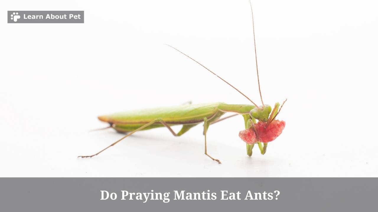 Do Praying Mantis Eat Ants 7 Natural Health Facts 2023