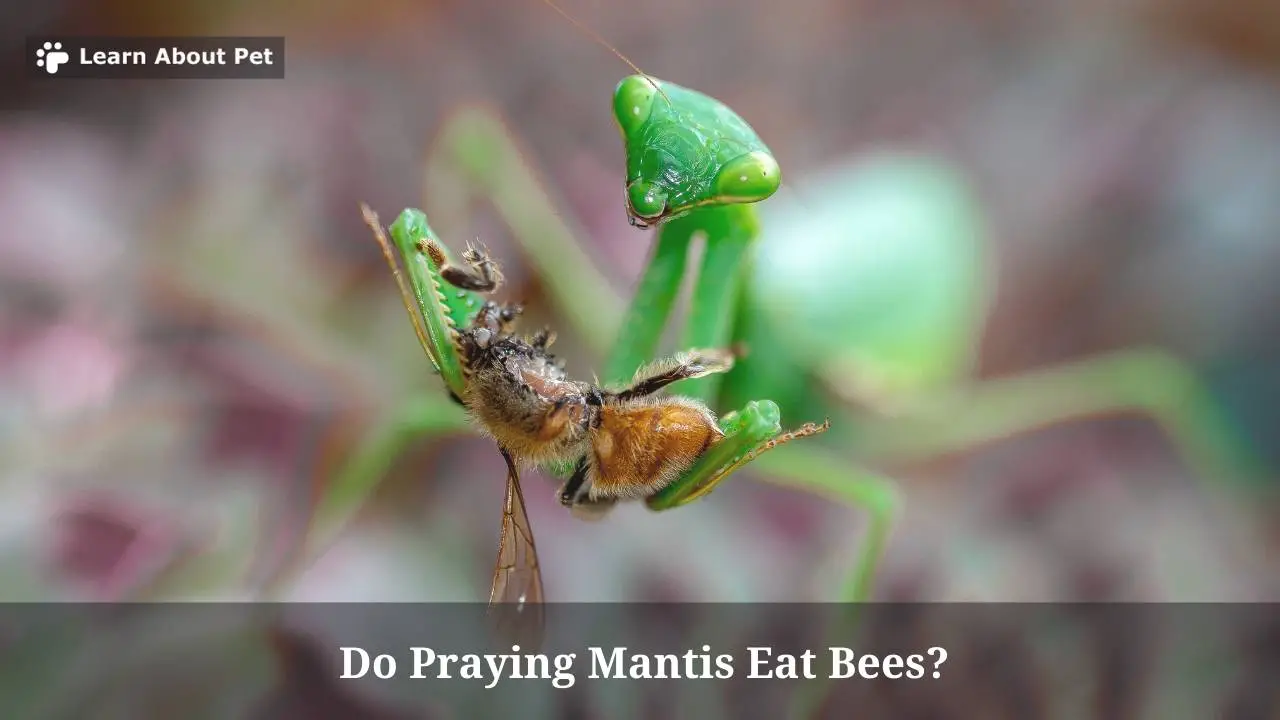 Do Praying Mantis Eat Bees? (5 Interesting Facts) - 2024