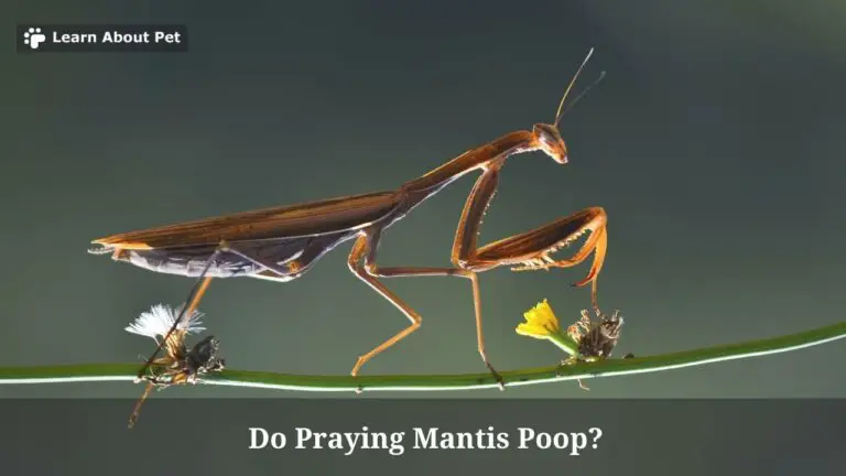 Do Praying Mantis Poop? (7 Interesting Facts) - 2025