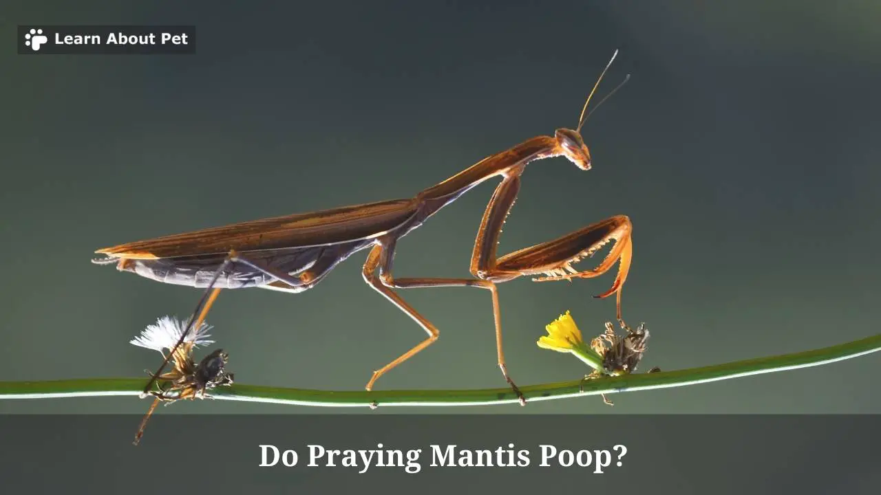 Do Praying Mantis Poop? (7 Interesting Facts) - 2025