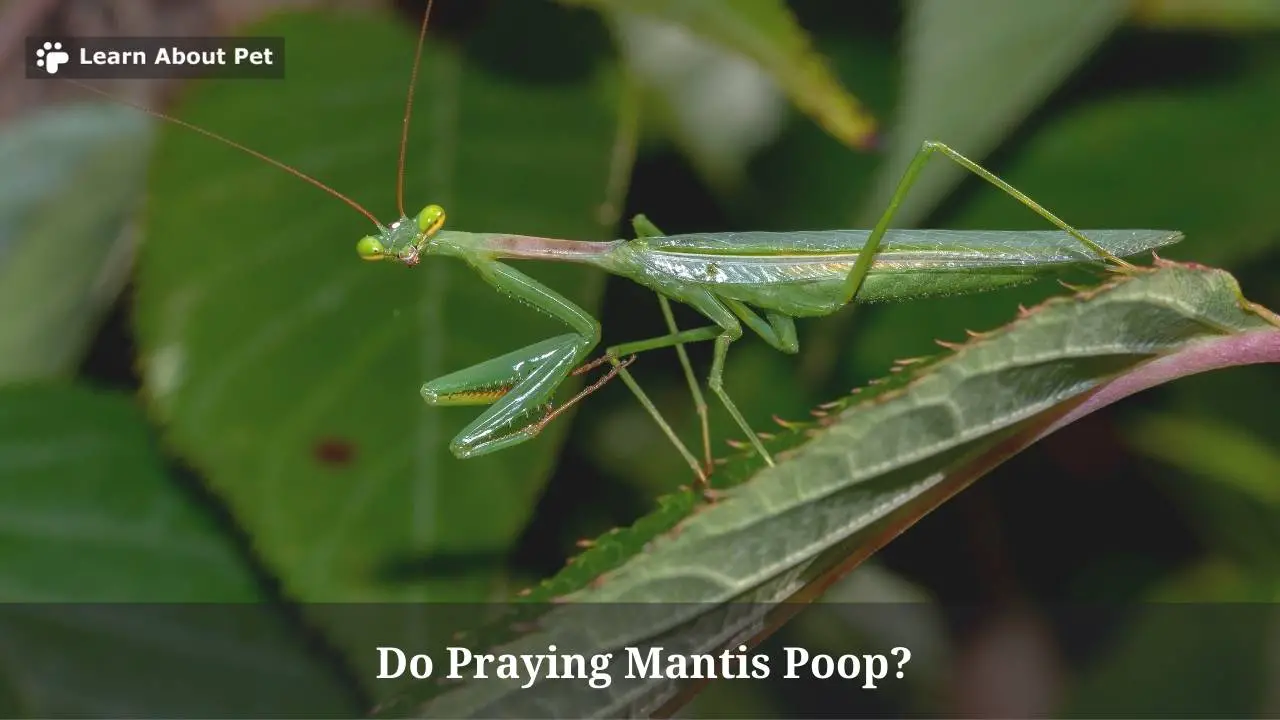 Do Praying Mantis Poop? (7 Interesting Facts) - 2026