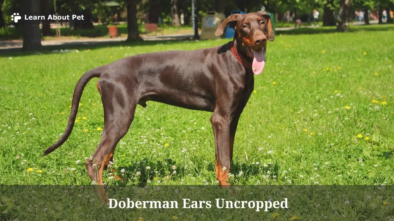 Doberman Ears Uncropped : (9 Interesting Facts) - 2025