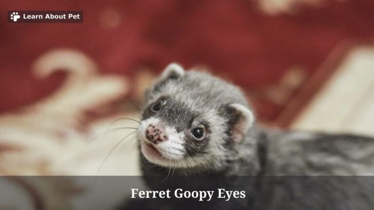 Ferret Goopy Eyes : (7 Menacing Facts) - 2023