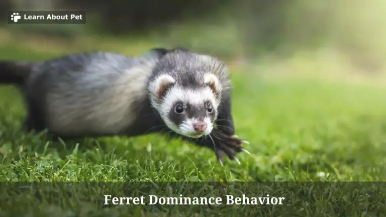 Ferret Dominance Behavior : (7 Interesting Facts) - 2025