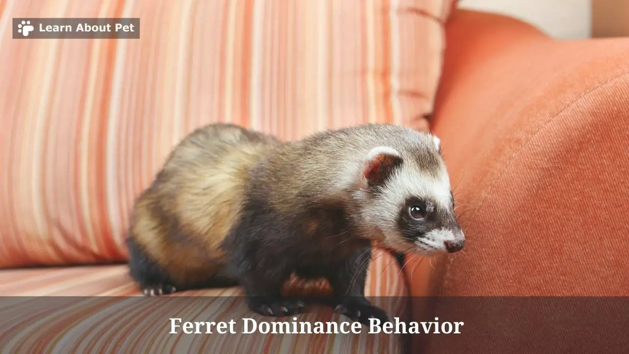 Ferret Dominance Behavior : (7 Interesting Facts) - 2025