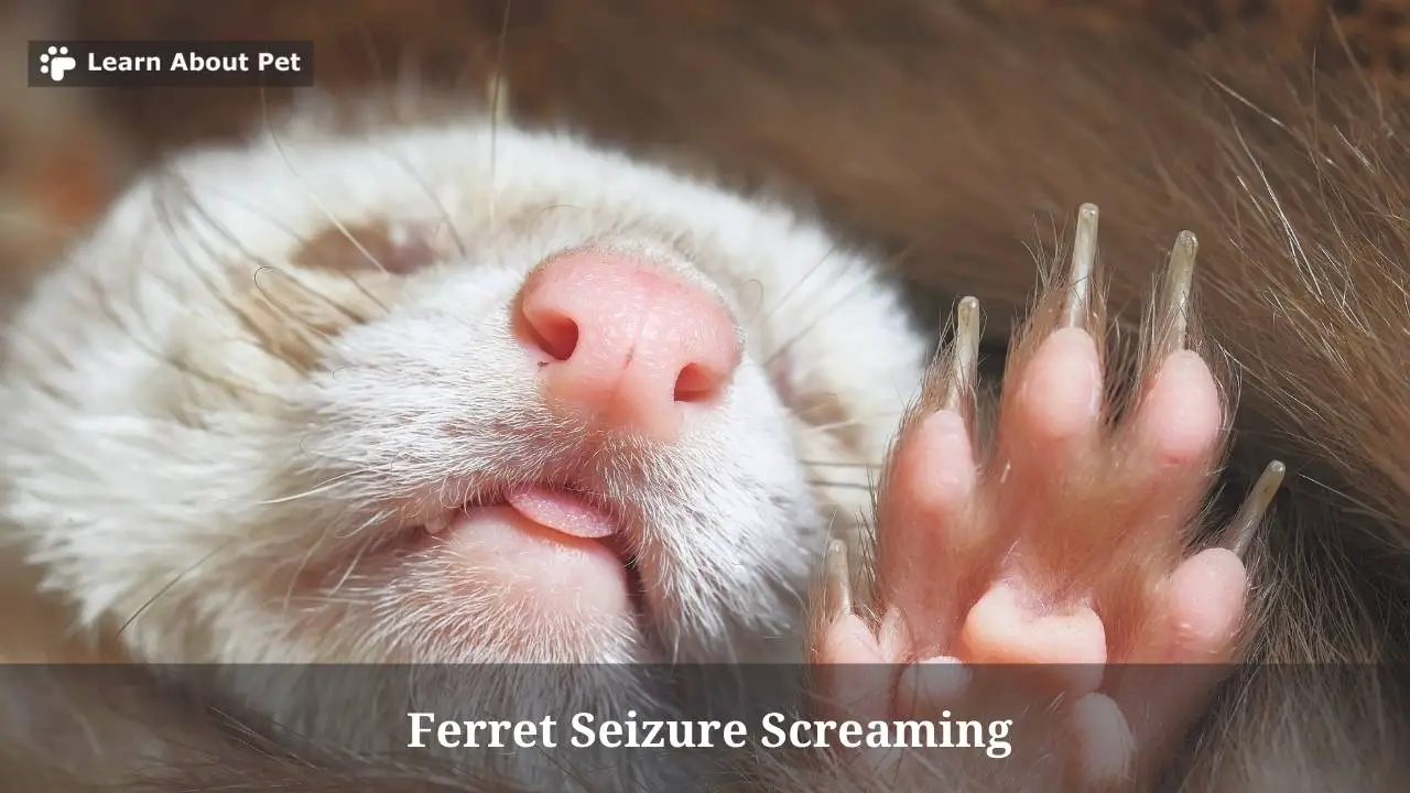 Ferret Seizure Screaming : (7 Clear Facts) - 2025
