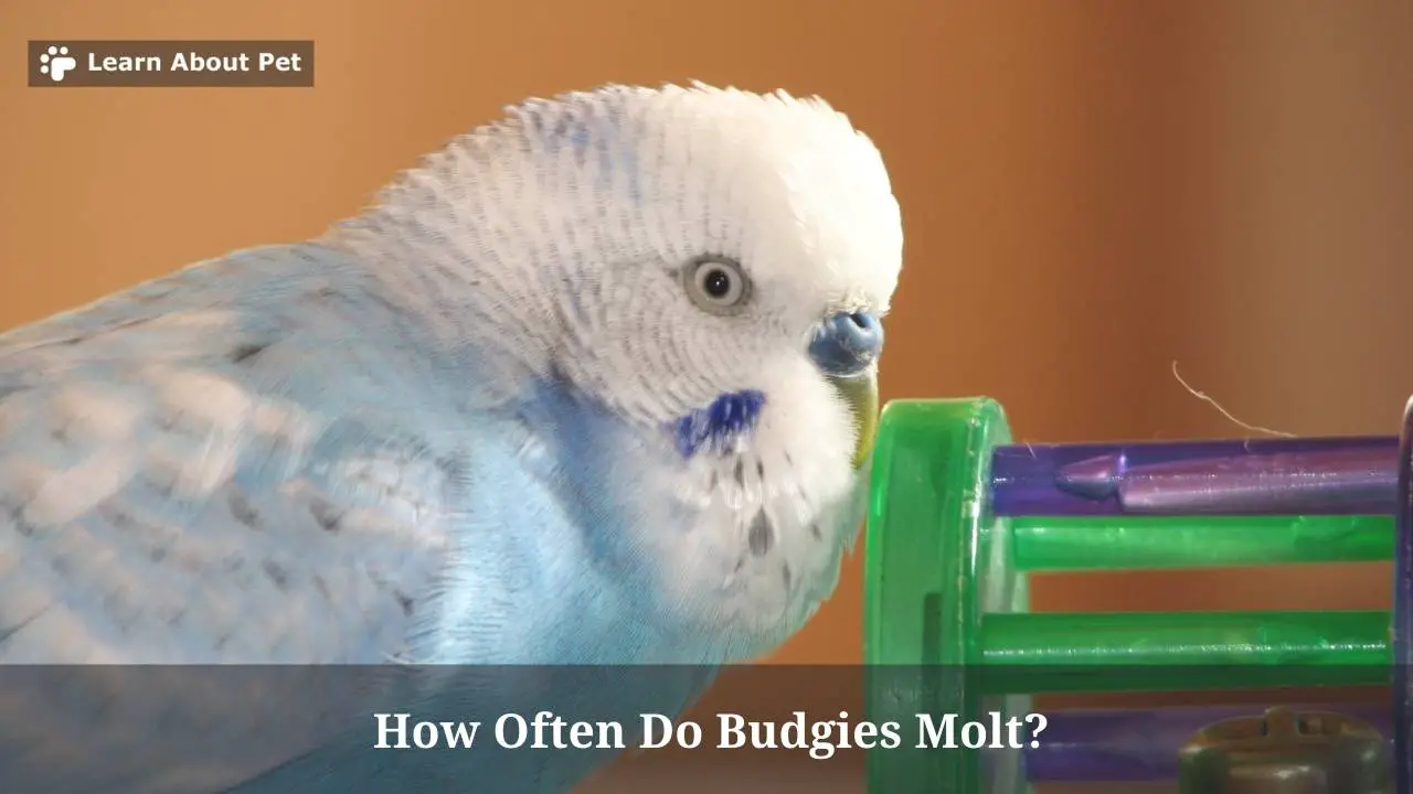 How Often Do Budgies Molt? (7 Clear Facts) - 2025