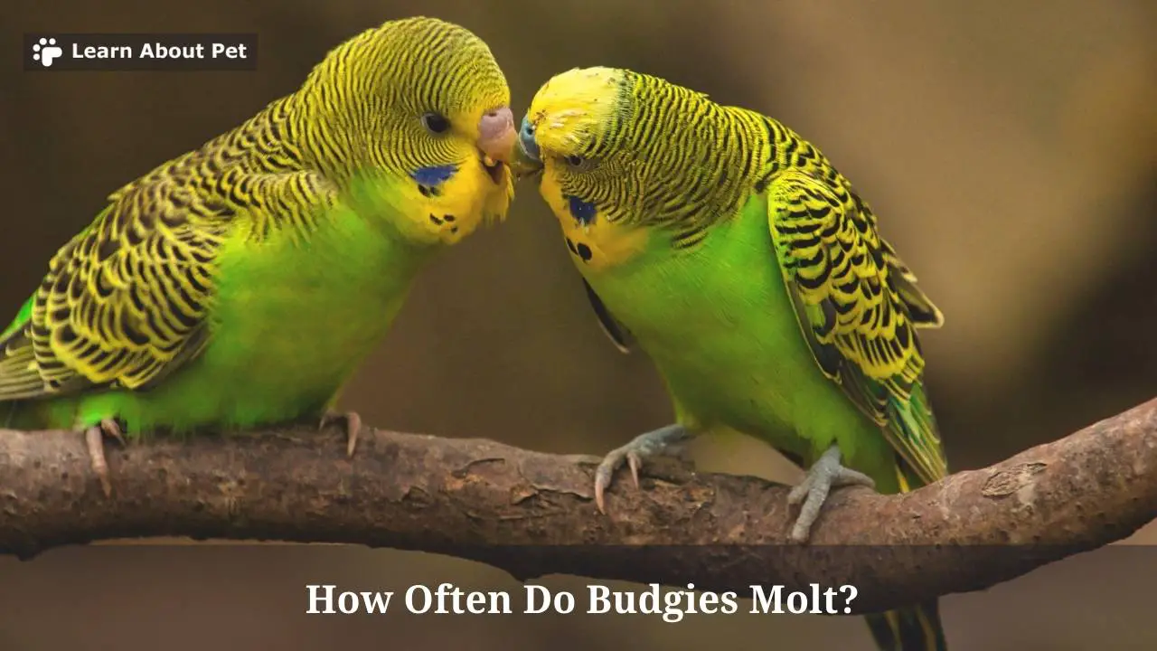 How Often Do Budgies Molt? (7 Clear Facts) - 2025