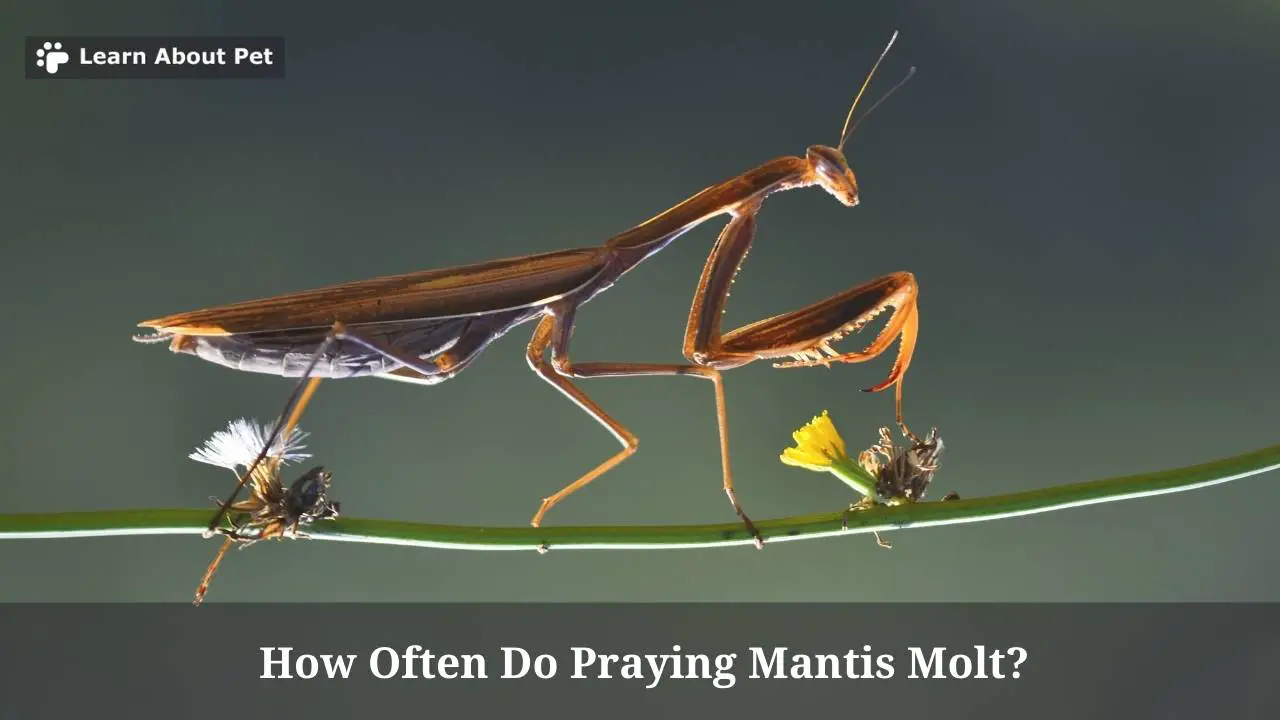 How Often Do Praying Mantis Molt? (7 Clear Facts) - 2025